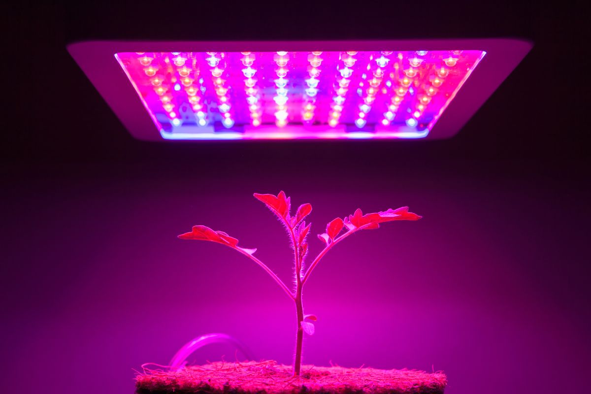 Plant Grow Light Flickering: 7 Reasons with Fixes - DIY Abode